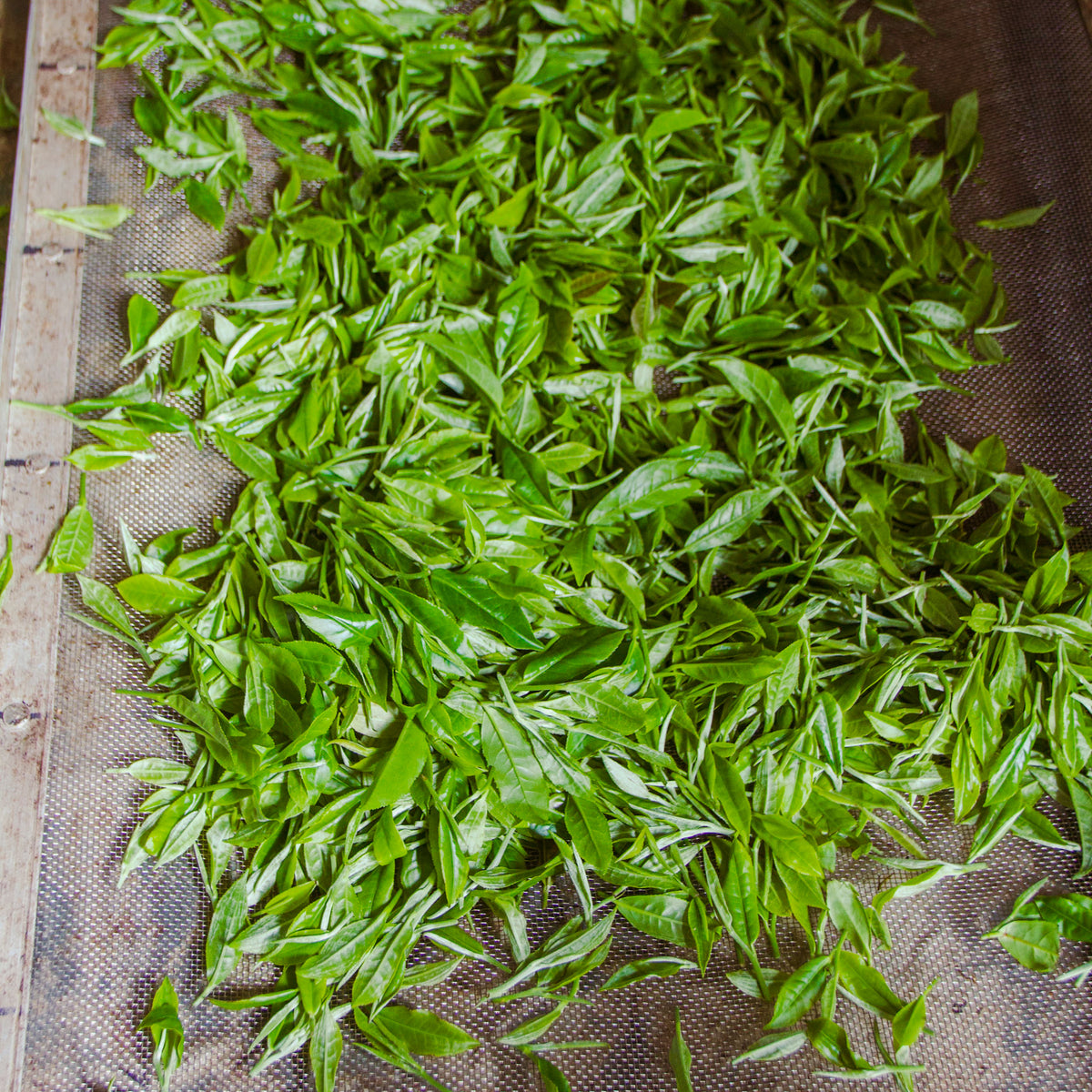 Types of Tea – Saicho Drinks International